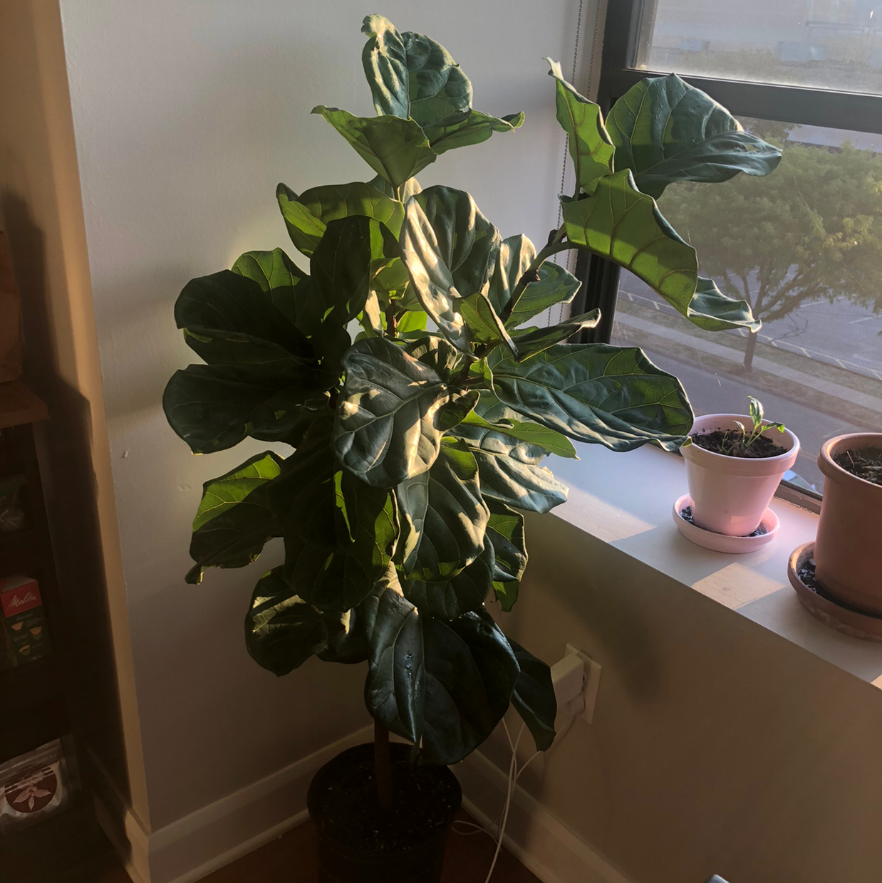 What Do Fiddle Leaf Fig Flowers Mean?