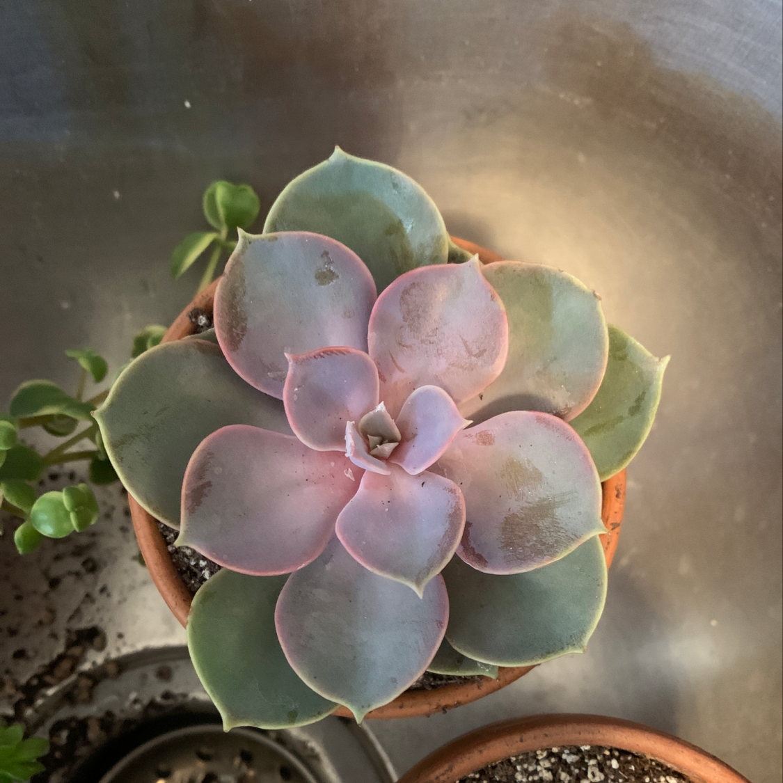 Propagating Your 👻 Ghost Plant: Step-by-step Guide