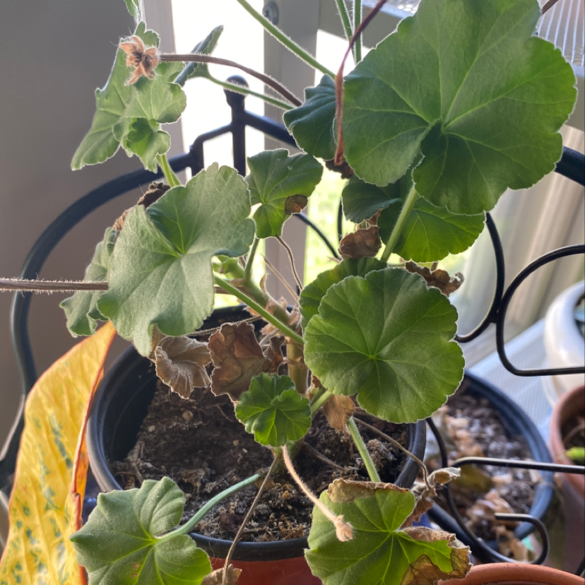 Why Are There Brown Spots On My Zonale Geranium Leaves? 🍂
