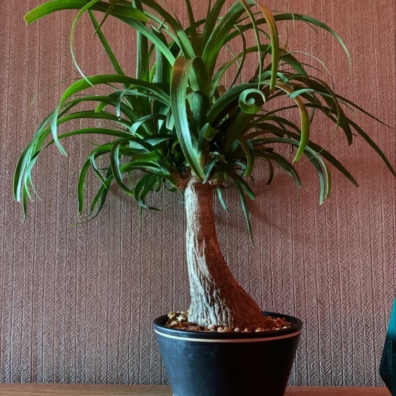 🔧 How To Fix Ponytail Palm Root Rot