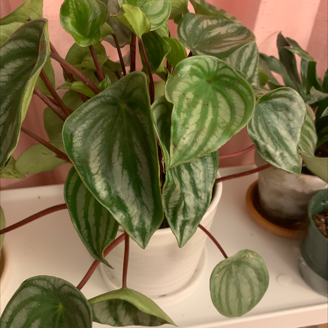 10 Advantages Of Having A Emerald Ripple Peperomia