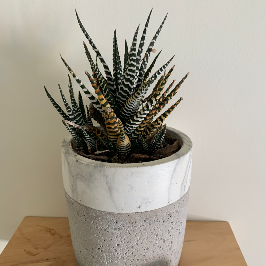 How Can You Tell If A Zebra Plant Is Dying? 🦓