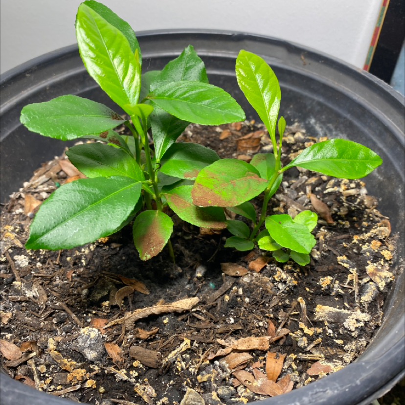 🍋 How Can You Tell If A Meyer Lemon Tree Is Dying?