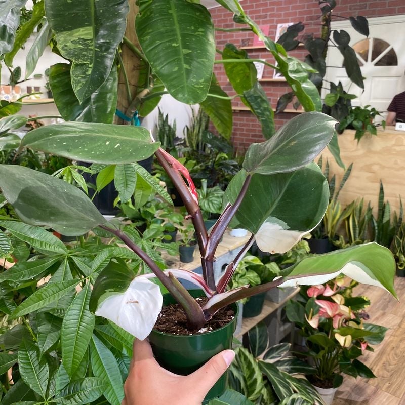 💧 Why Are My Blushing Philodendron Leaves Droopy?