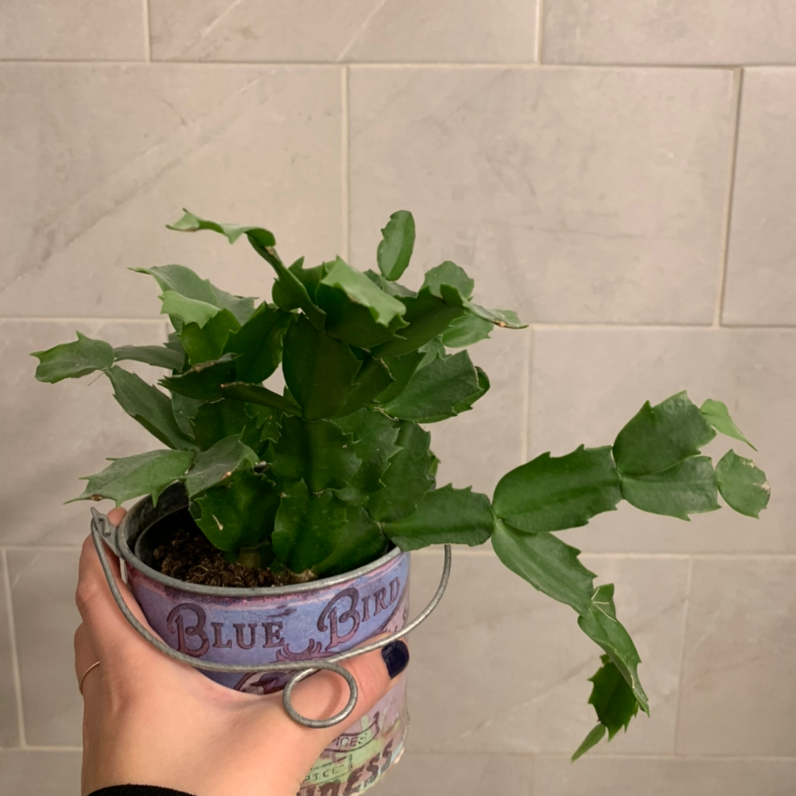 Black Spots on My False Christmas Cactus Leaves