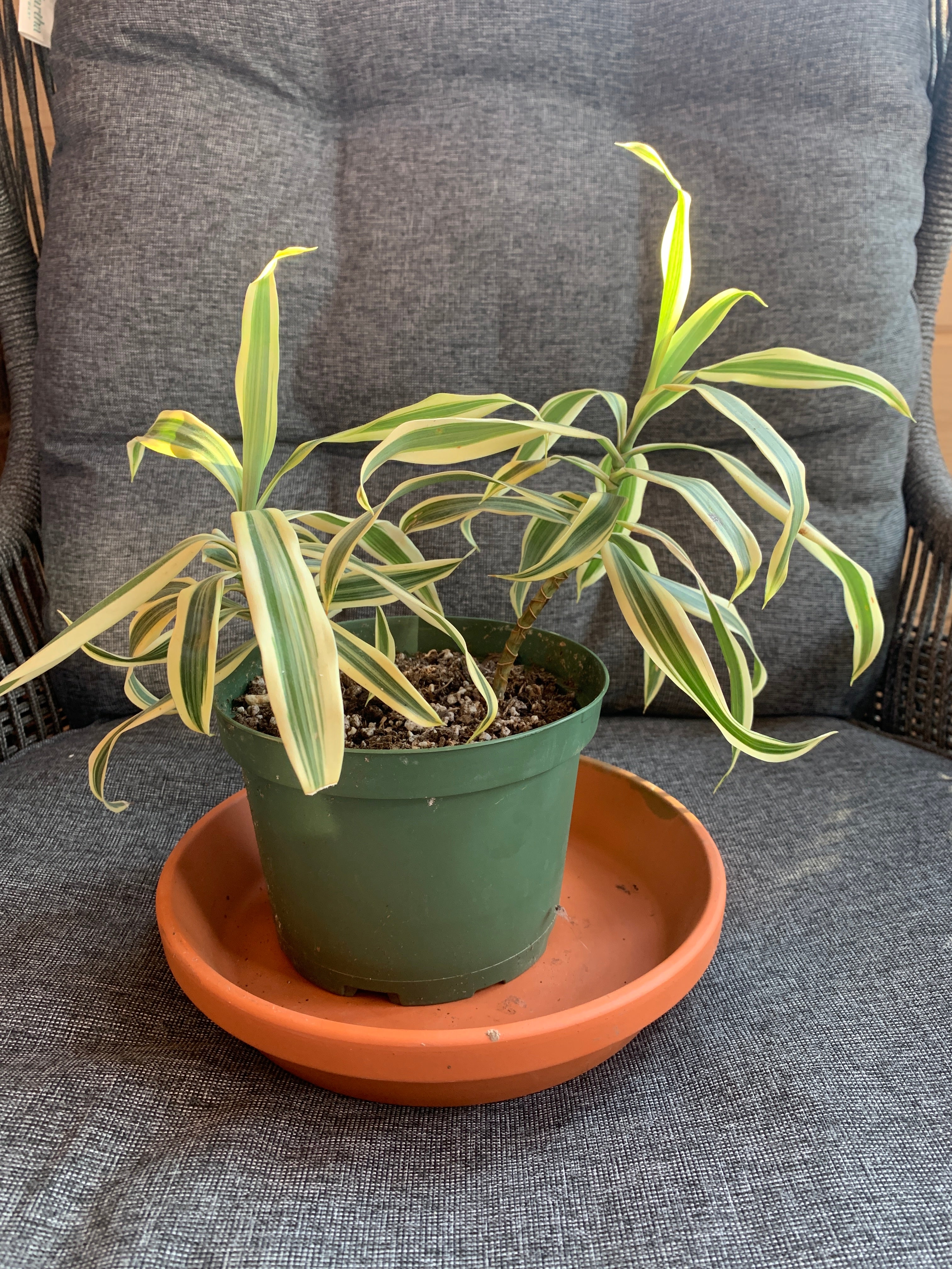 Propagating Song Of India: The Ultimate Guide