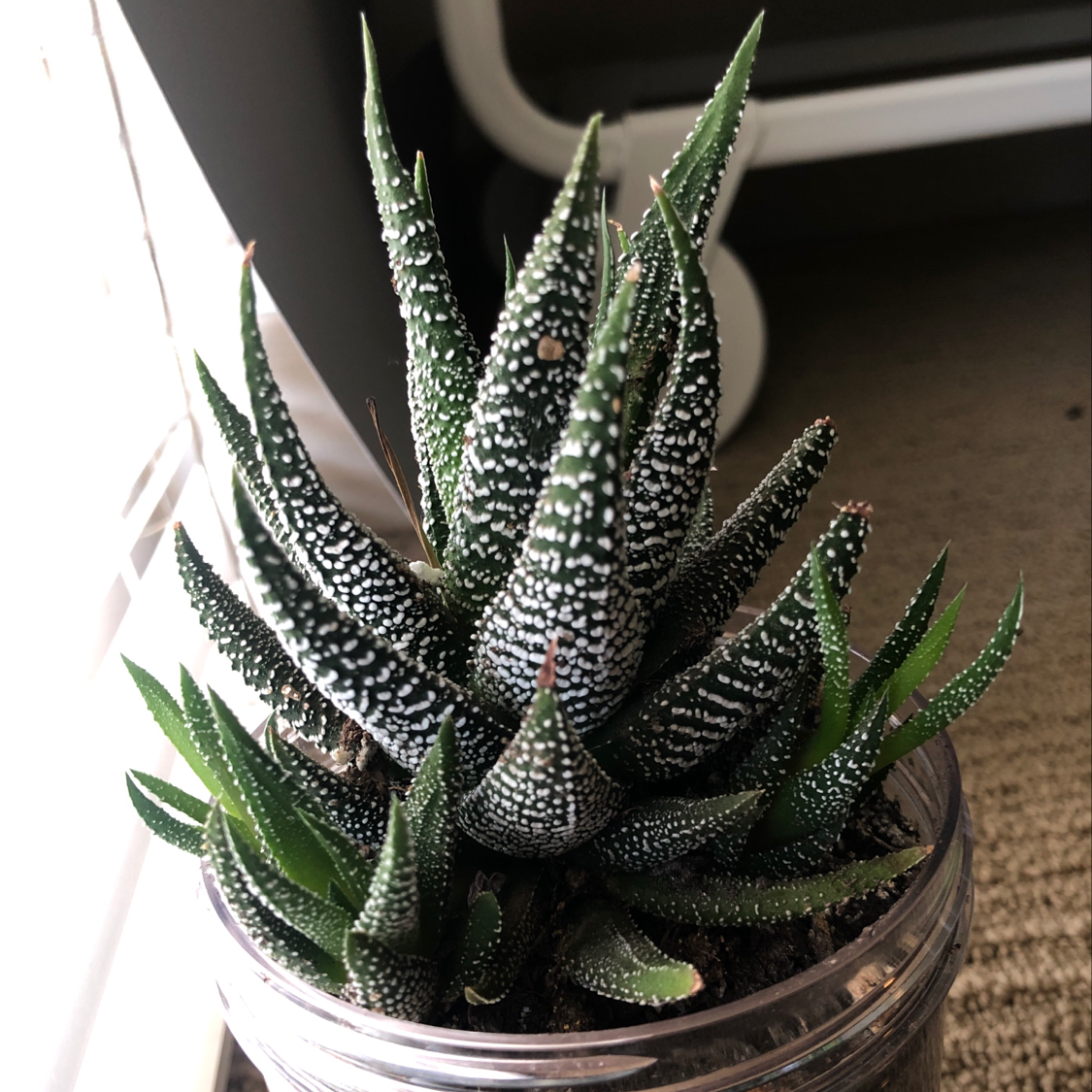 🦓 Zebra Plant Soil