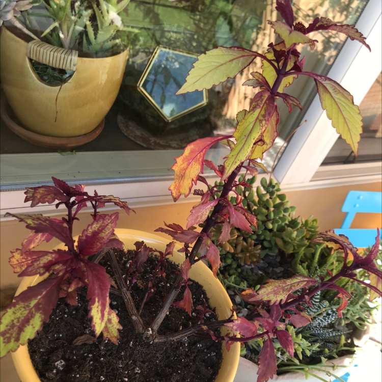 Should I Repot My Purple Velvet Plant?