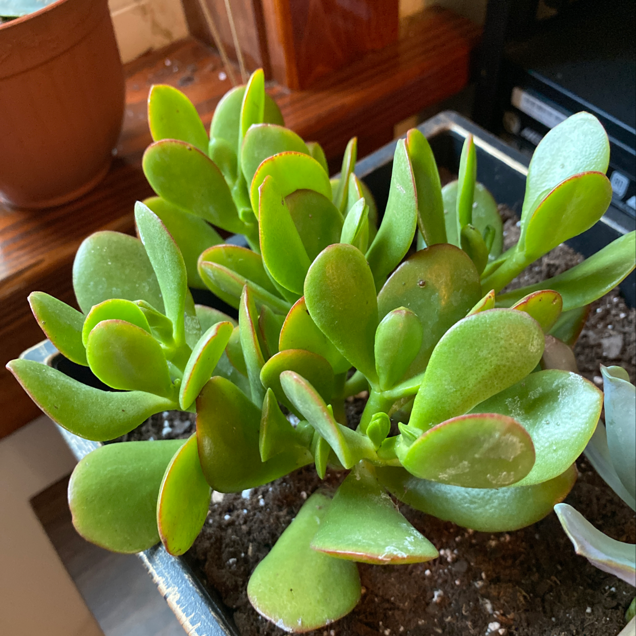 Propagating Your Jade: Step-by-step Guide 👶