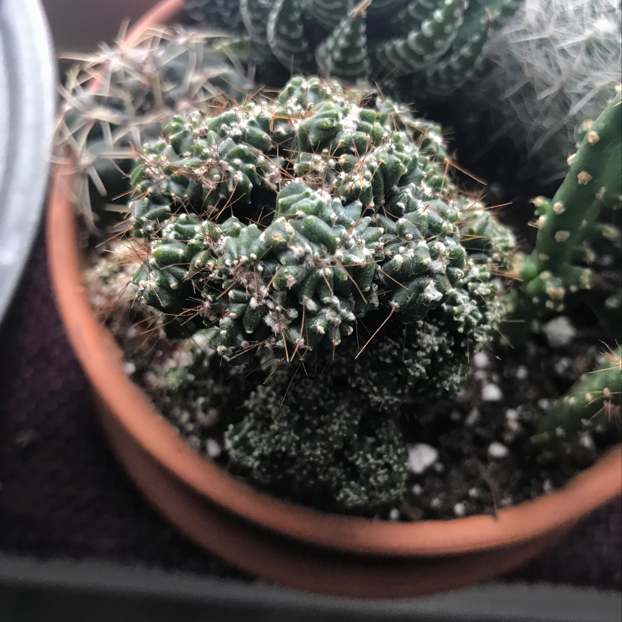 🌵 Soil Recommendations for Brittle Prickly Pear