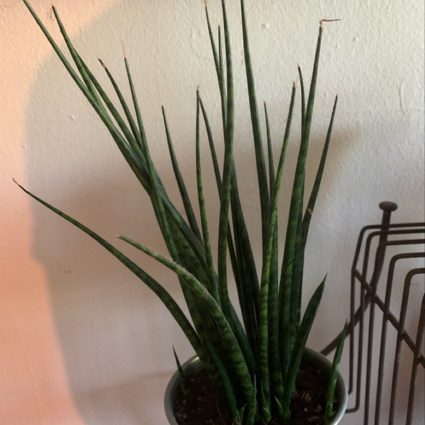 🐍 How Can You Tell If A Cylindrical Snake Plant Is Dying?