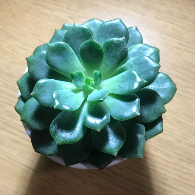 How To Cure Pearl Echeveria 🍂 Yellow Leaves