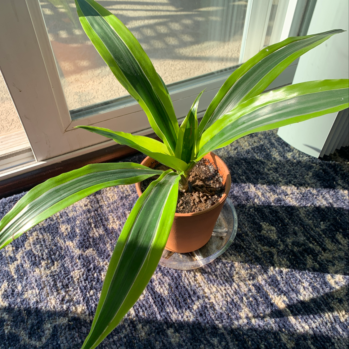 🐉 How Do I Cure Dragon Tree Root Rot?