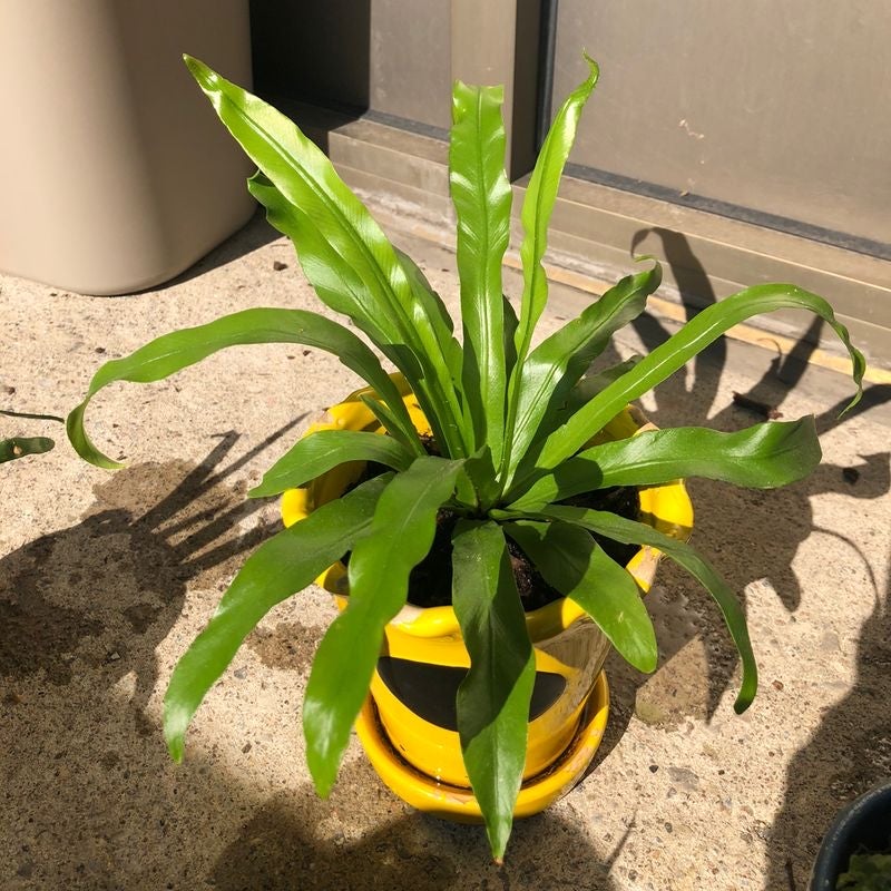 🐛 What To Do About Bugs on My Crispy Wave Fern?