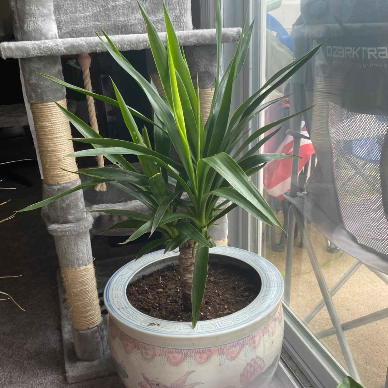 Propagating Blue-stem Yucca: The Ultimate Guide