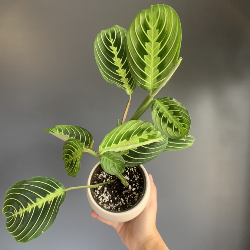 🙏 Why Are My Red Prayer Plant Leaves Falling Over?
