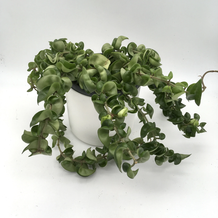 Propagating My Hoya Carnosa 'compacta': Step-by-step Guide