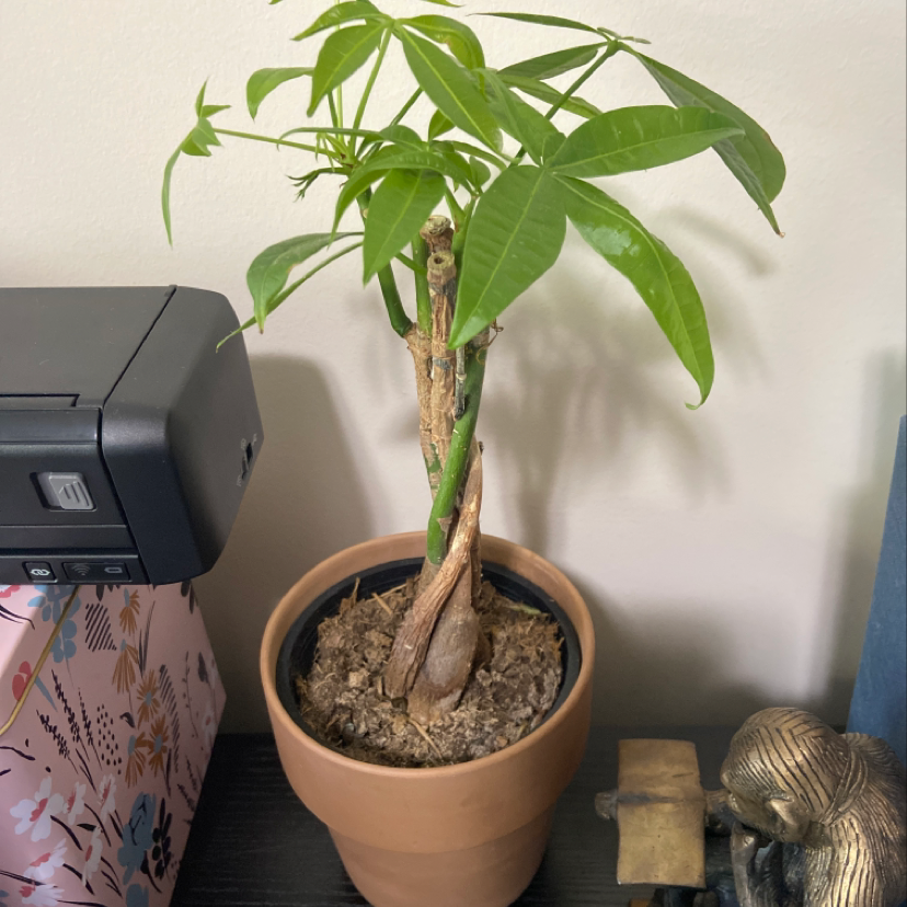 Common Money Tree Problems