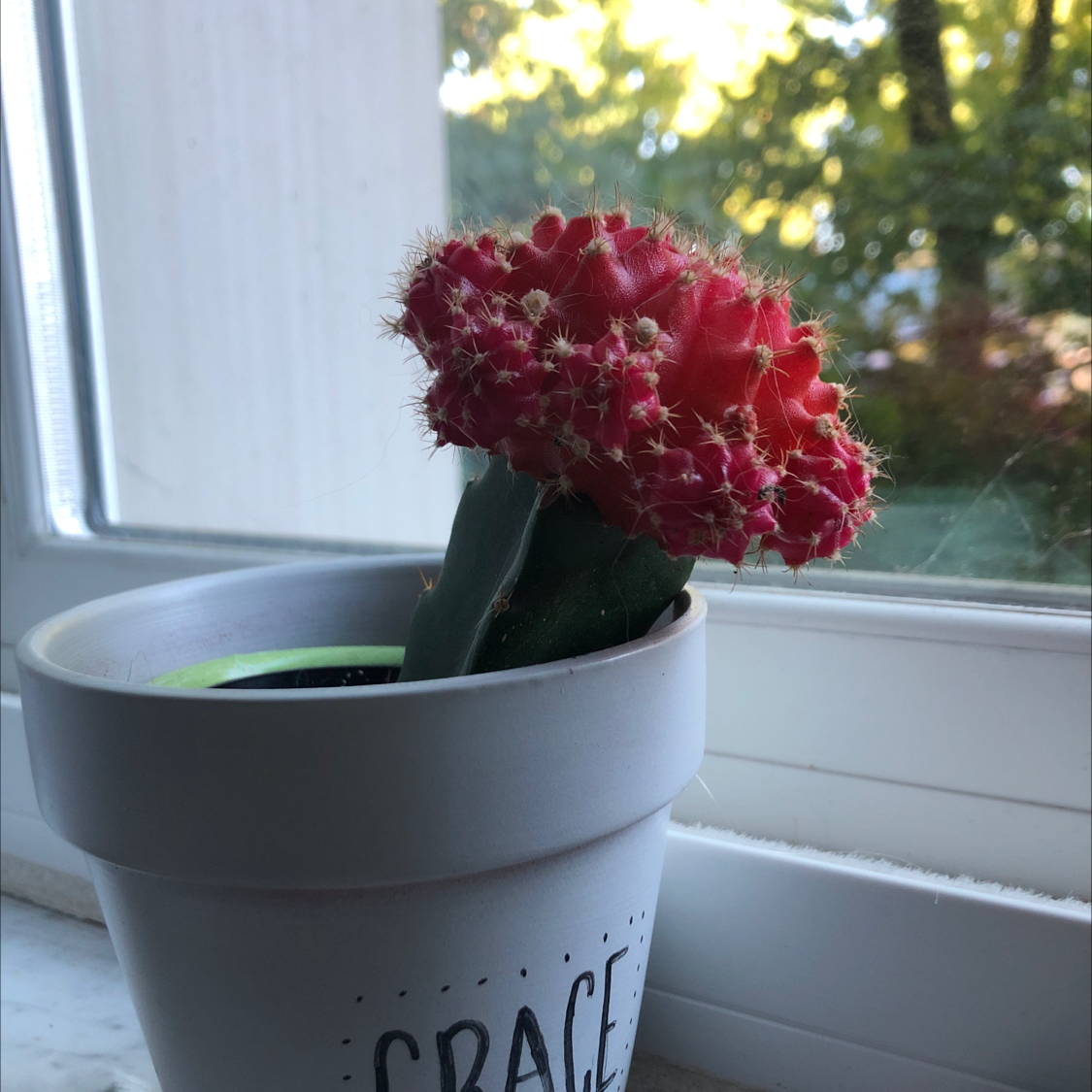 🎈 Propagating Moon Cactus: Step-by-step Guide