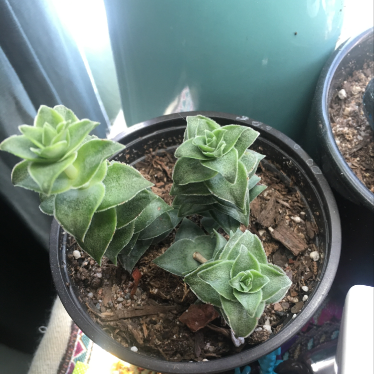 The Complete String of Buttons Plant Care Guide: Water, Light & Beyond