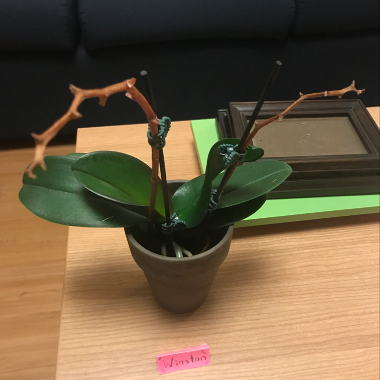 Rubber Plant Flowers 🌼