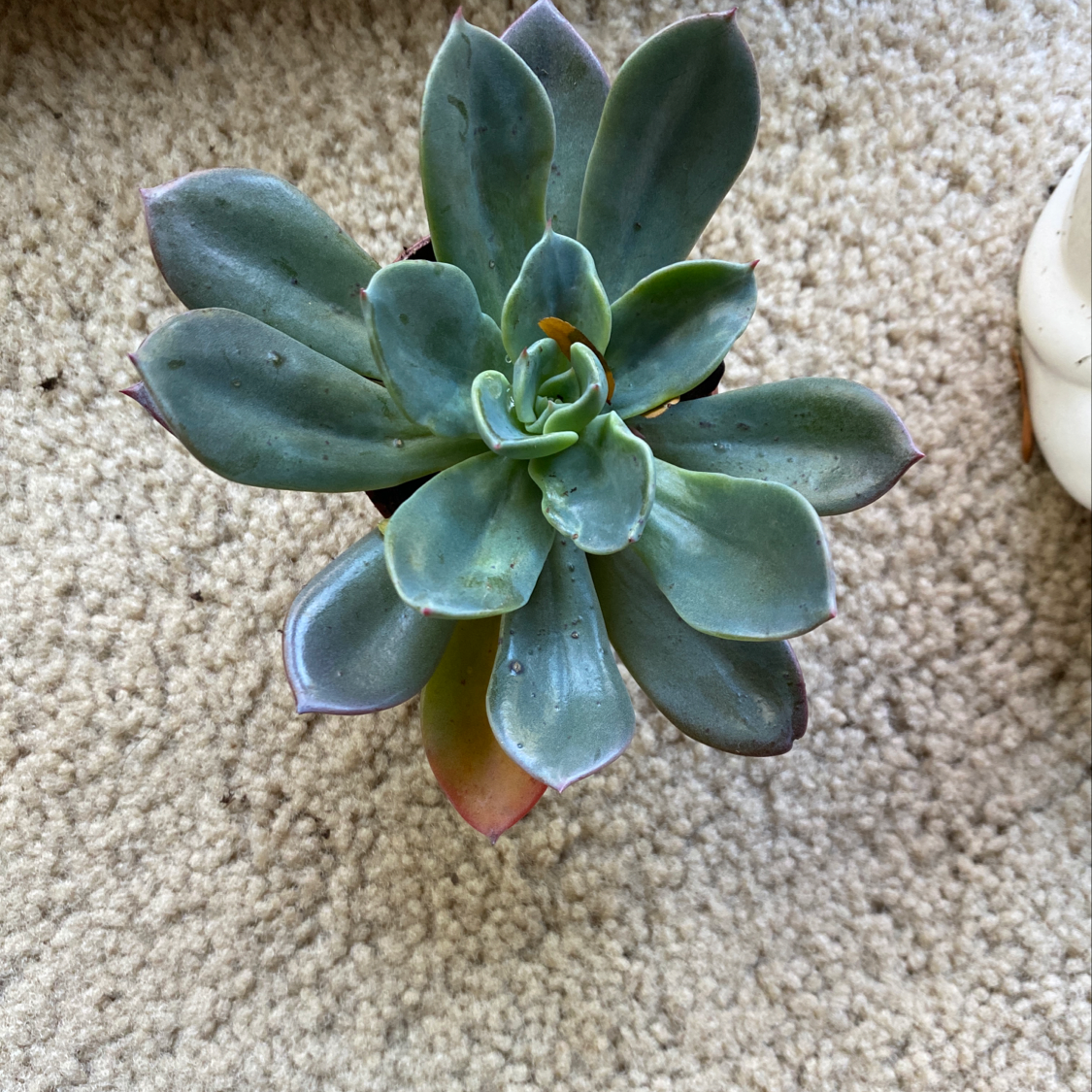 Propagating Your 👻 Ghost Plant: Step-by-step Guide