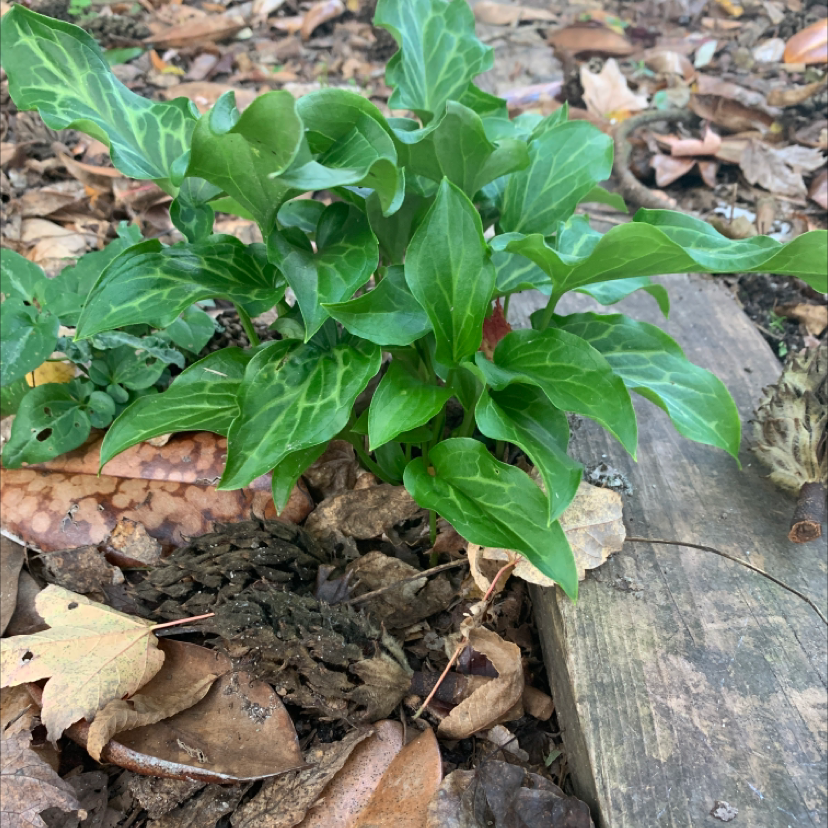 Why Are My Italian Arum Leaves Curling?