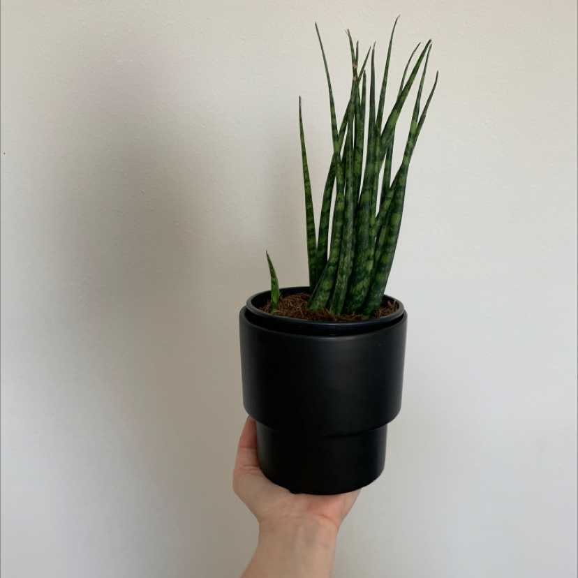 Diagnosing cylindrical snake plant root rot