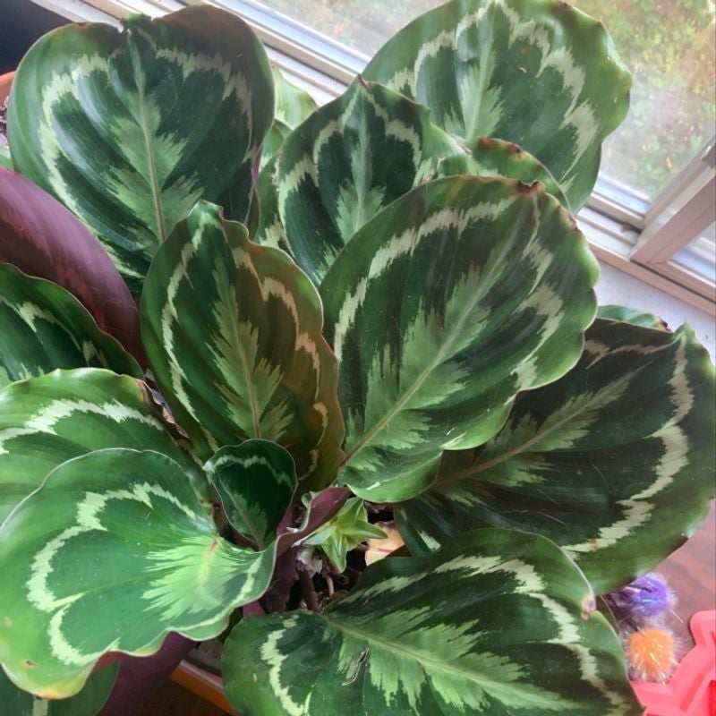 Best Soil Potting Mix for Rose Calathea