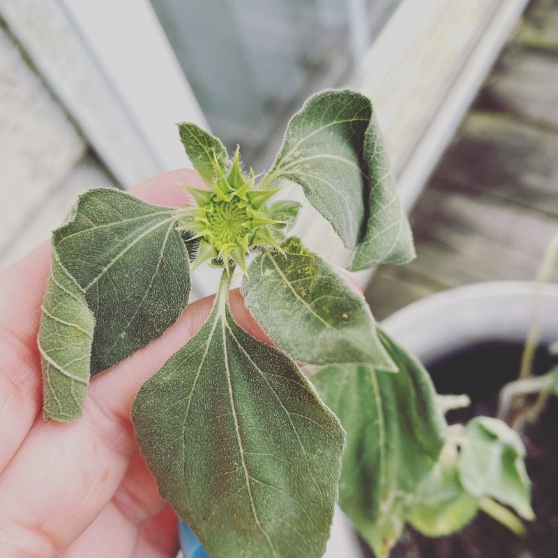 Best Potting Soil Mix For Common Sunflower