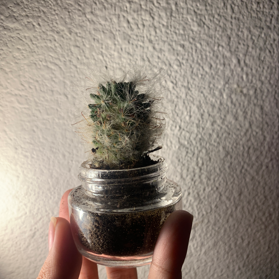 How Do I Propagate My Silver Cluster Cactus?
