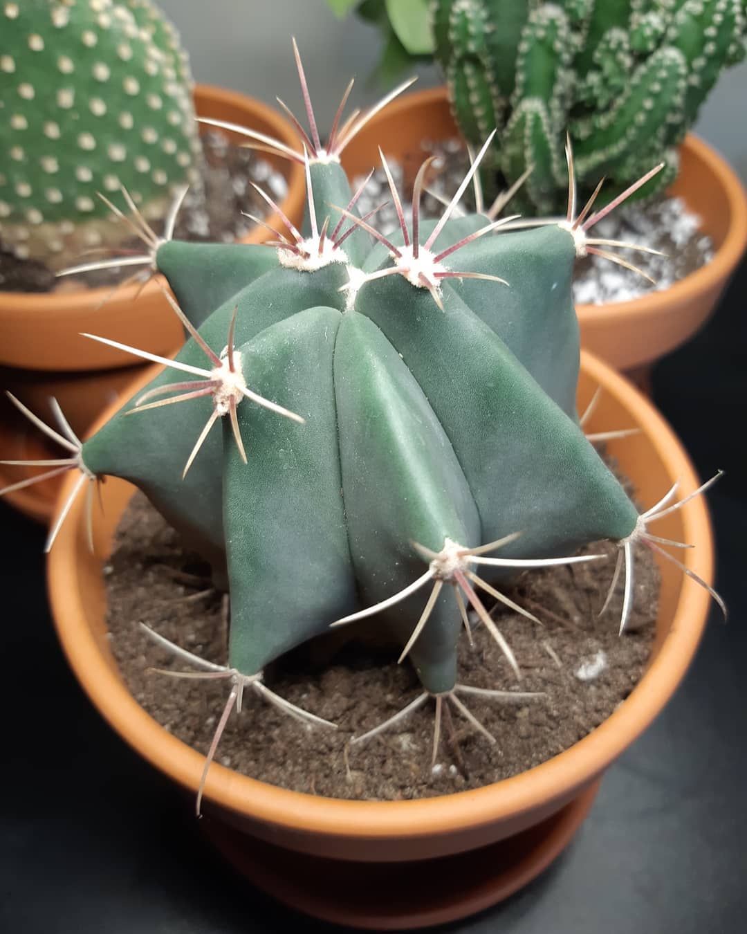Blue Barrel Cactus Plant Care: Water, Light, Nutrients | Greg App 🌱