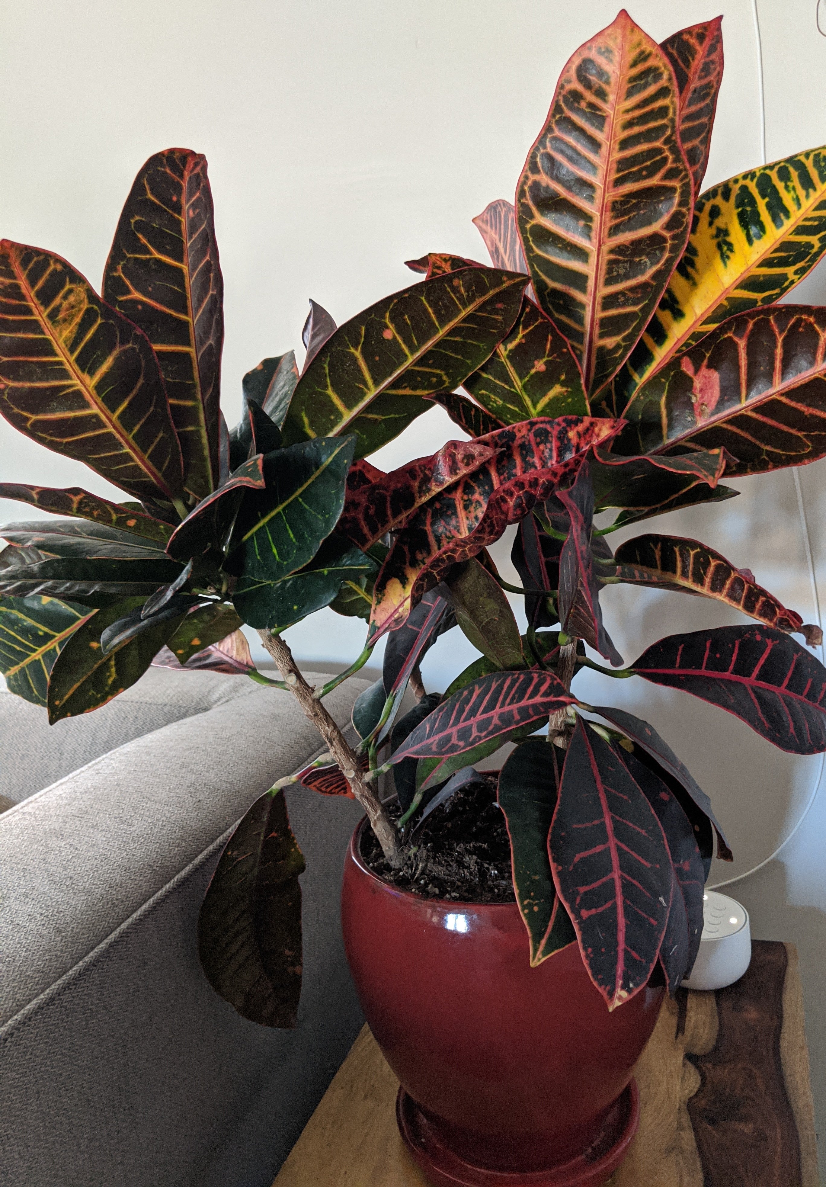 Princess Masaki 'Hime Masaki' Care 101: Water, Light & Growing Tips