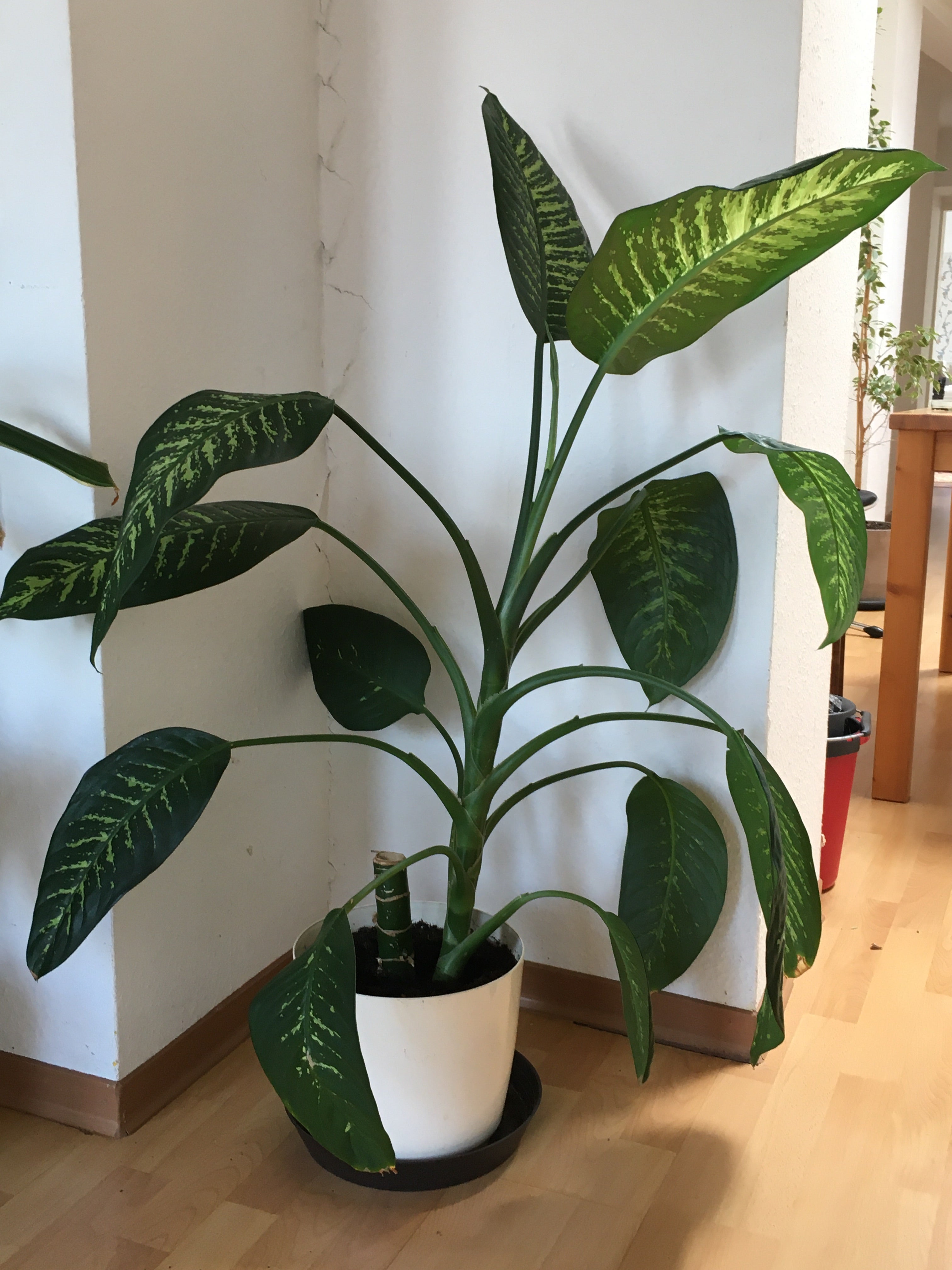 How to Care for Clove Bean: Mastering Water, Sunlight & More