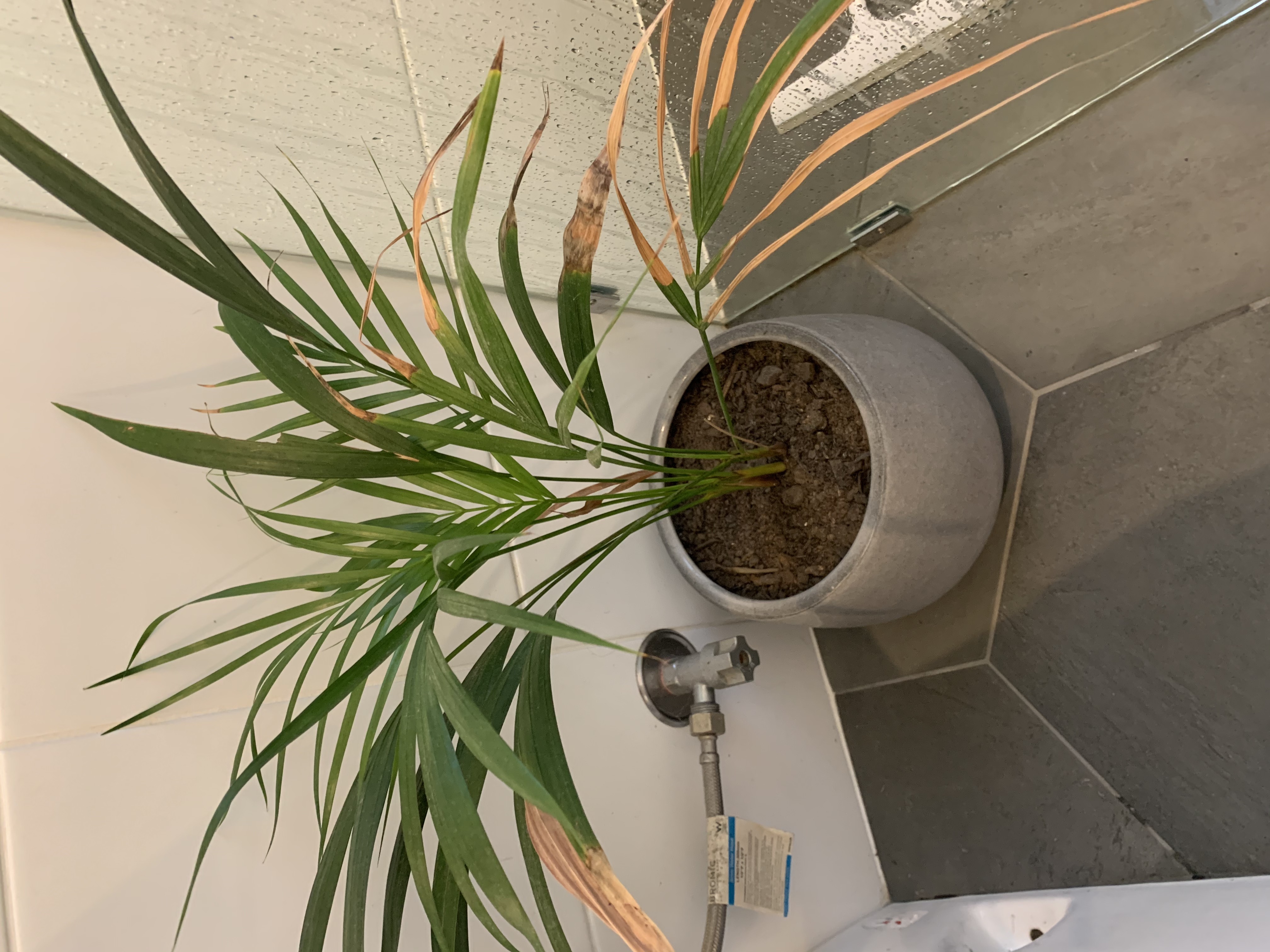 Indian Jasmine Plant Care: Water, Light, Nutrients | Greg App 🌱
