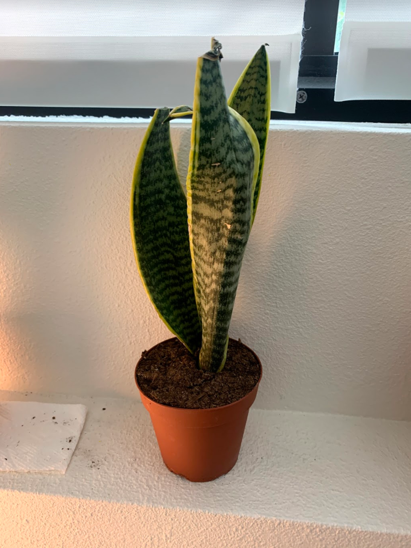 Croton 'Victoria Gold Bell' Plant Care: Water, Light, Nutrients | Greg ...