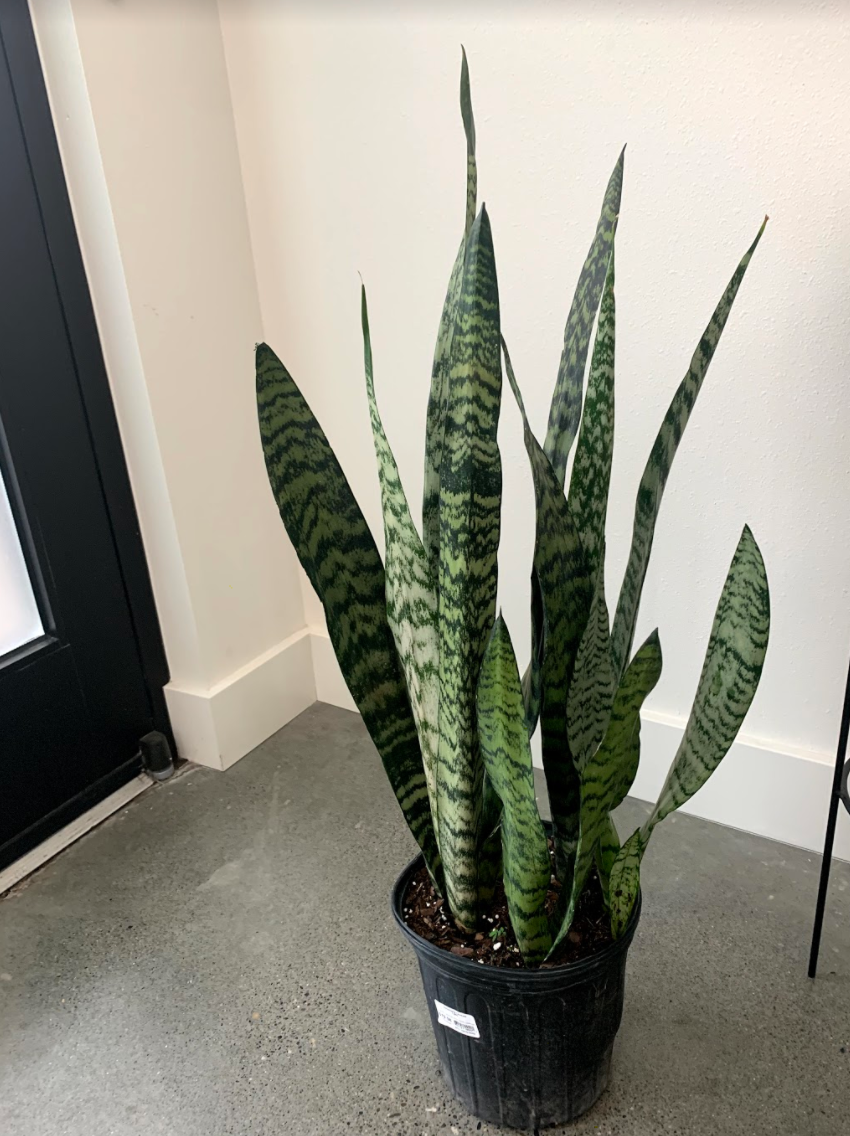 Elephant Ear: How Much Water & Light Does it Need to Thrive?