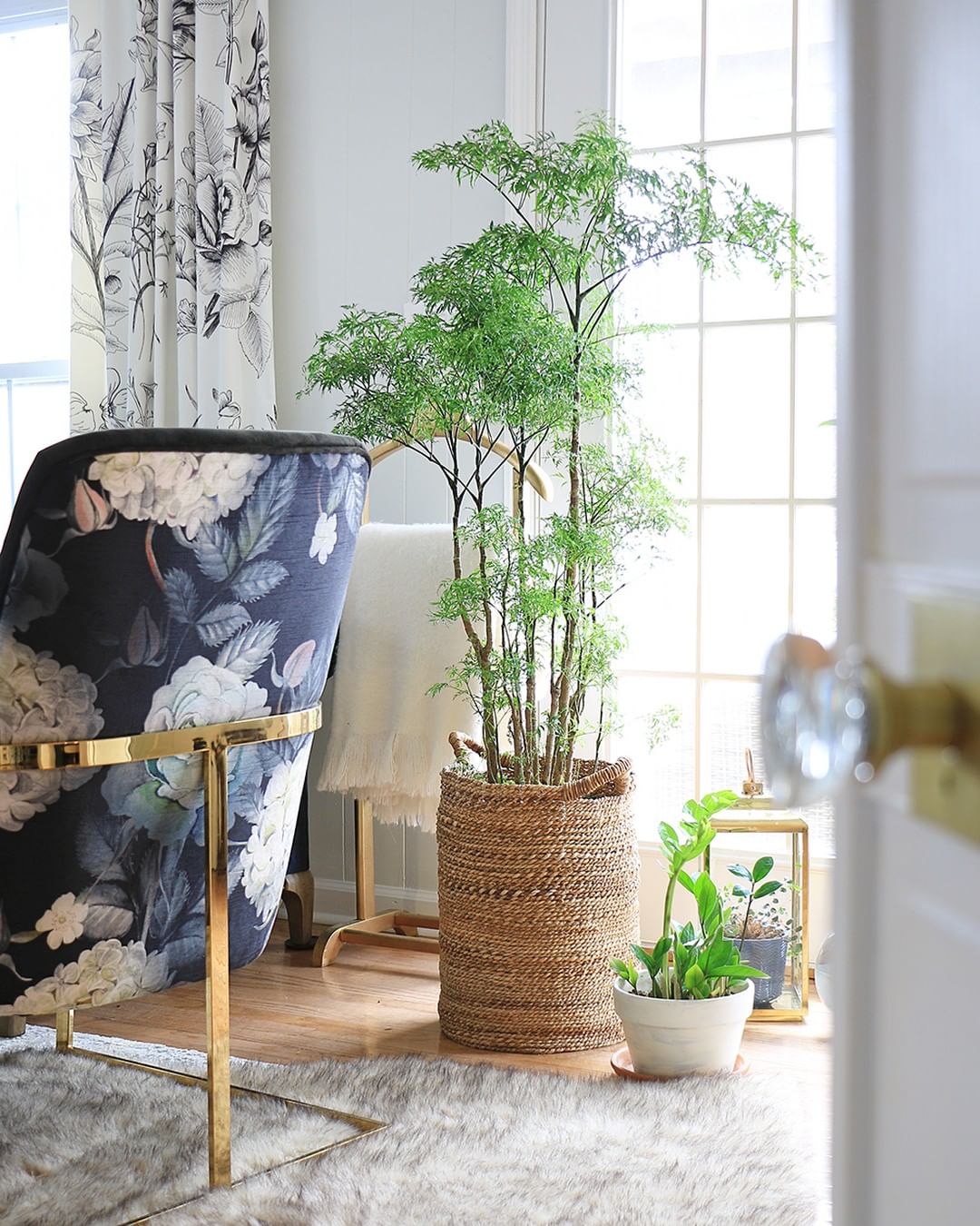 Ming Aralia Plant Care: Water, Light, Nutrients | Greg App 🌱