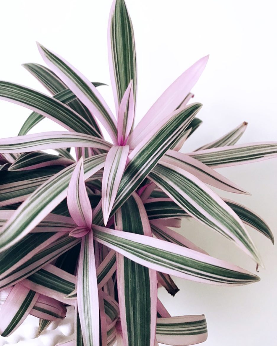 Moses-in-the-Cradle Plant Care: Water, Light, Nutrients | Greg App 🌱