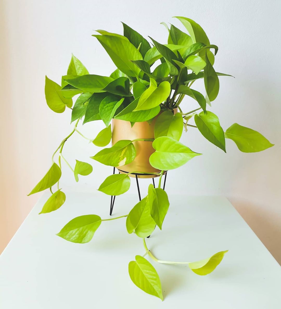 How to Care for Neon Pothos: Mastering Water, Sunlight & More