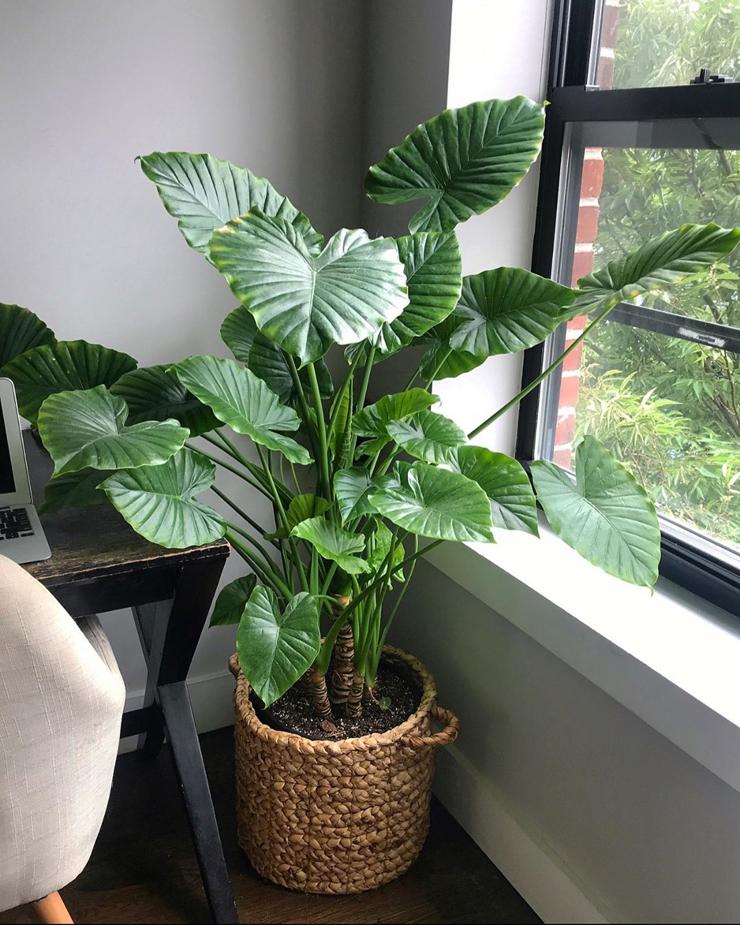 Keep Your Night-Scented Lily Alive: Light, Water & Care Instructions