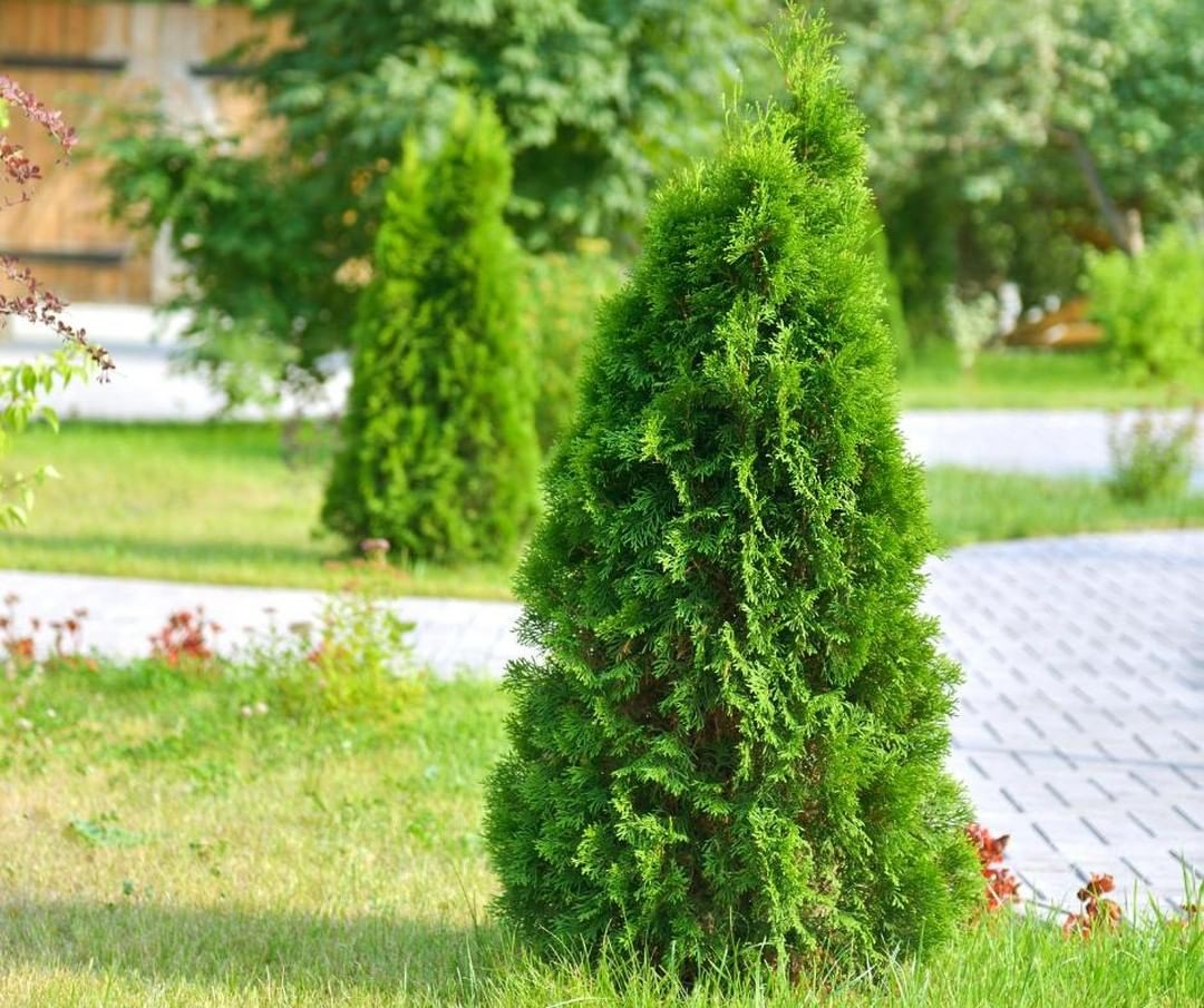 Thuja Occidentalis Emerald