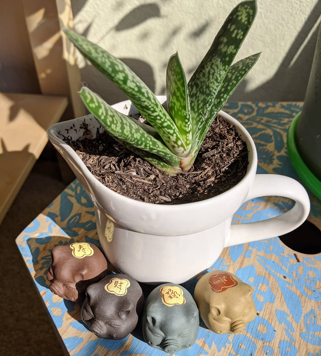 The Complete Ox Tongue Plant Care Guide: Water, Light & Beyond