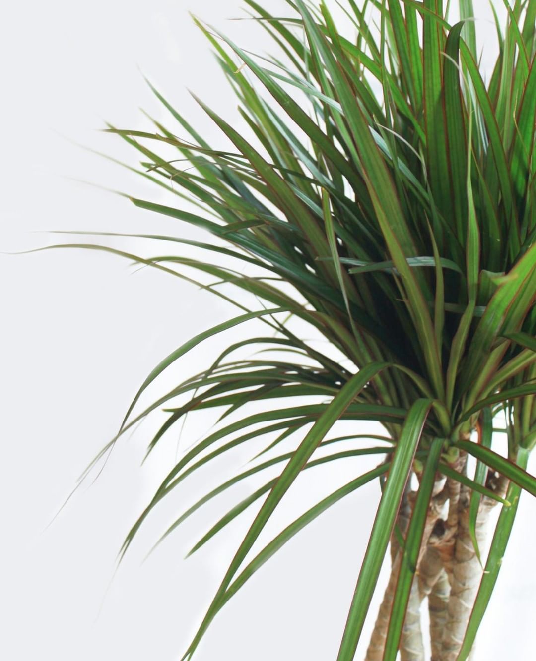 The Complete Red-Edged Dracaena Plant Care Guide: Water, Light & Beyond