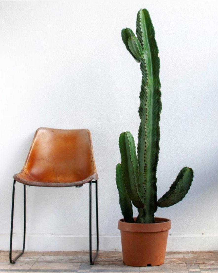 African Candelabra Tree Care 101: Water, Light & Growing Tips