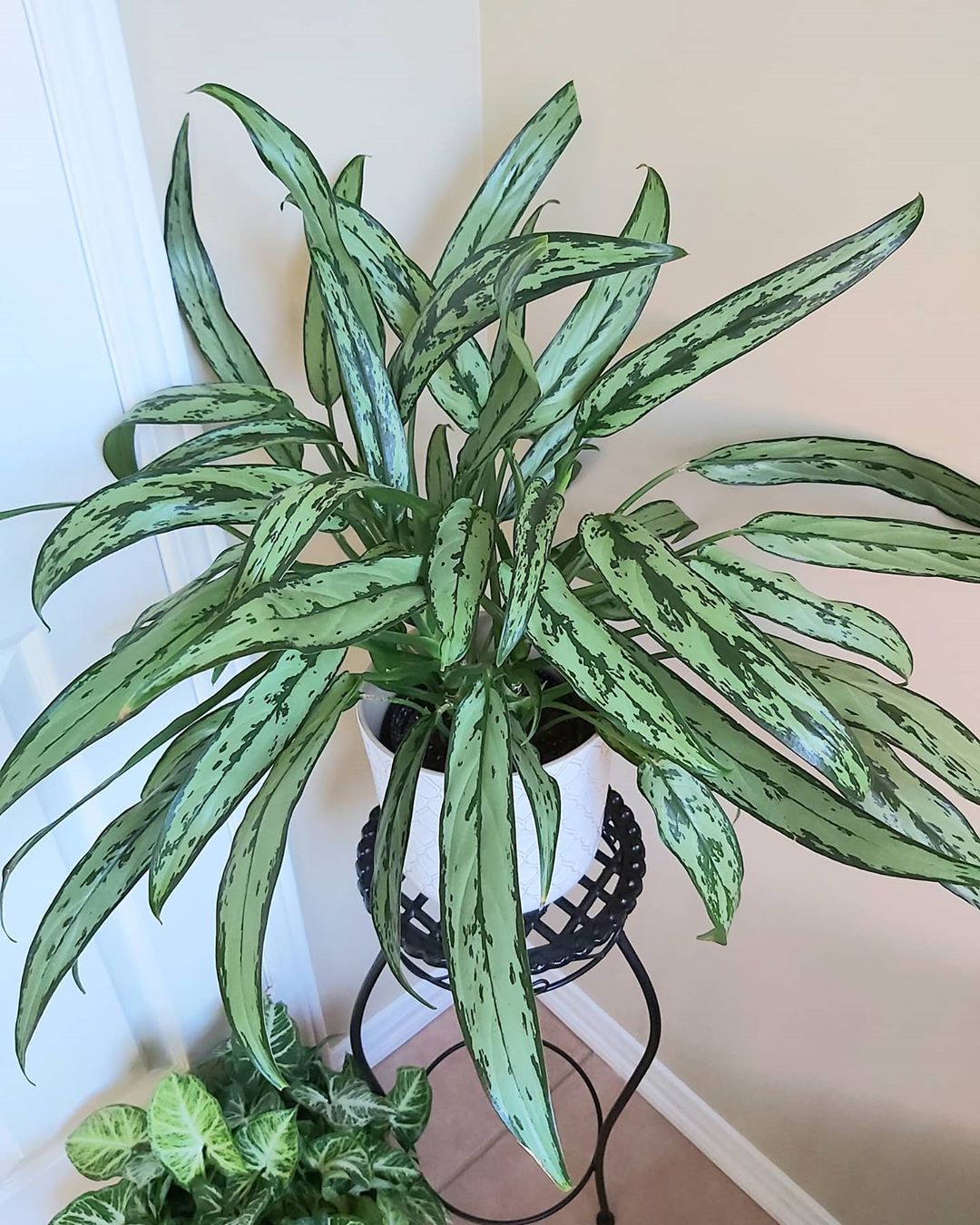 Aglaonema 'Cutlass': How Much Water & Light Does it Need to Thrive?