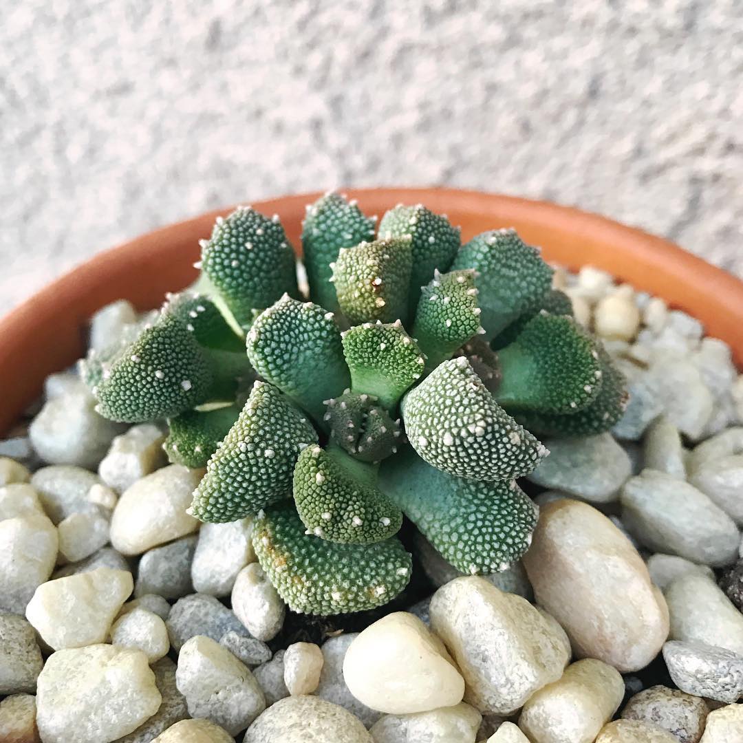 Aloinopsis luckhoffii Care 101: Water, Light & Growing Tips