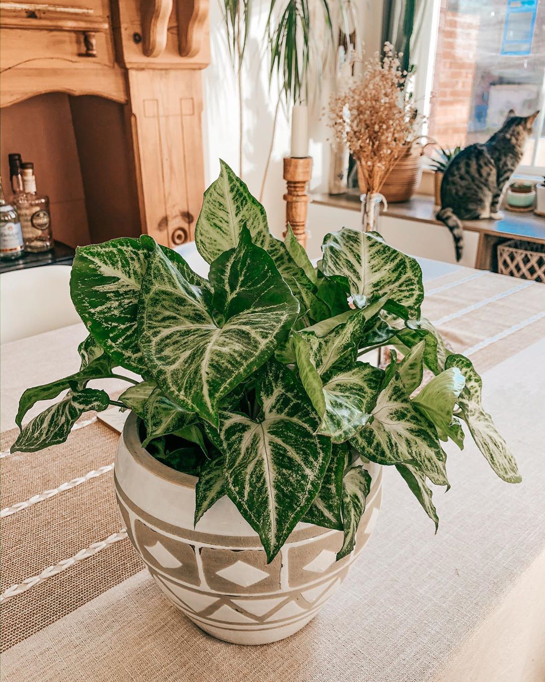 The Complete Berry Allusion Arrowhead Plant Plant Care Guide: Water ...