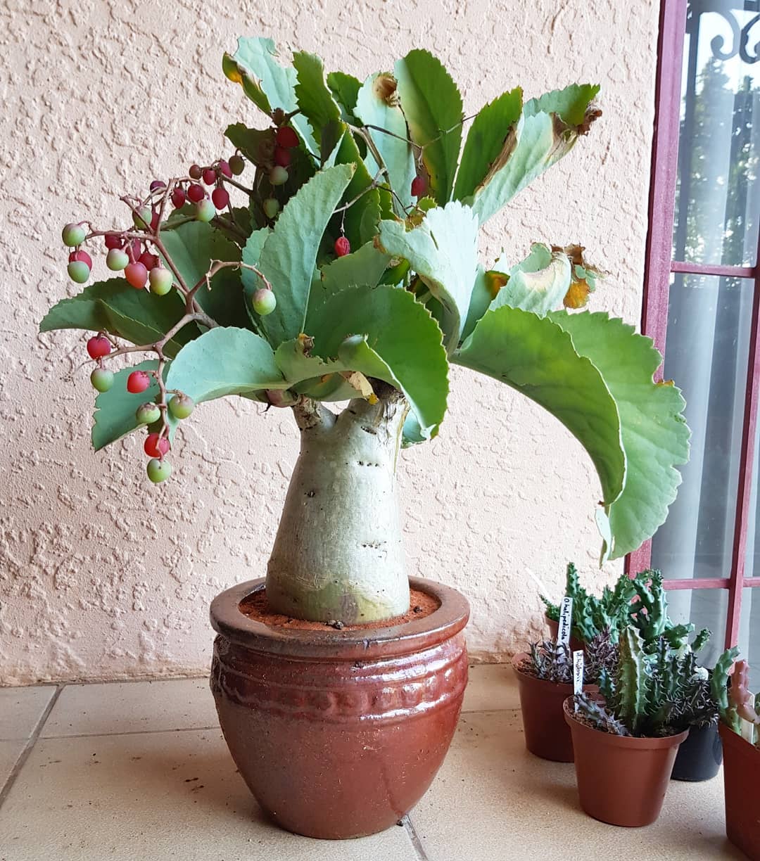 Personalized Butter Bush Care: Water, Light, Nutrients | Greg App