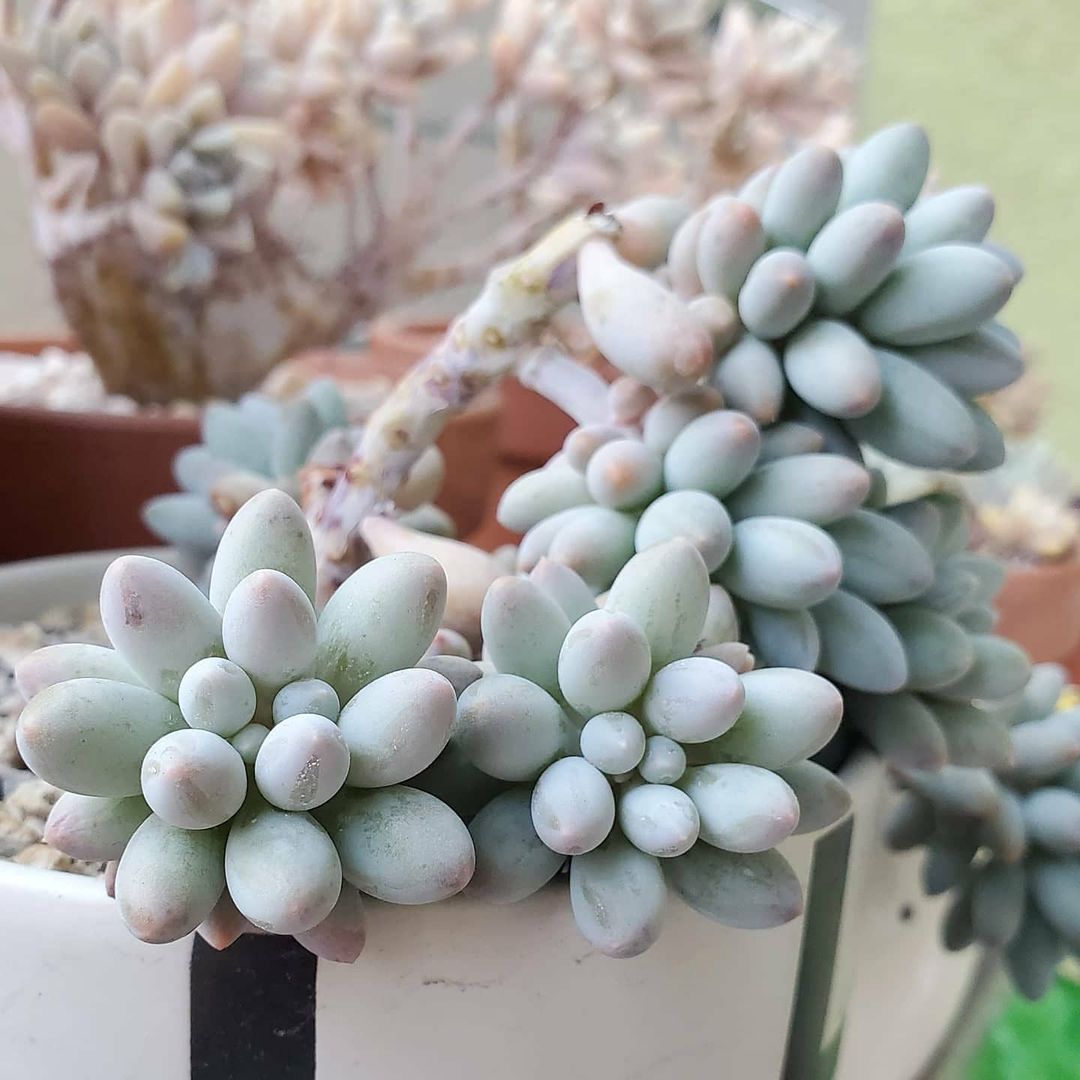 Pachyphytum Baby Finger Care 101: Water, Light & Growing Tips